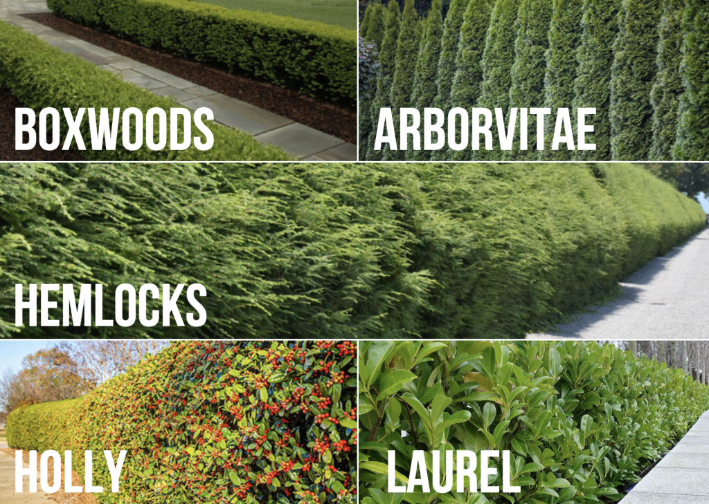 The Right Hedge Makes All The Difference - Emerald Tree & Shrub Care ...
