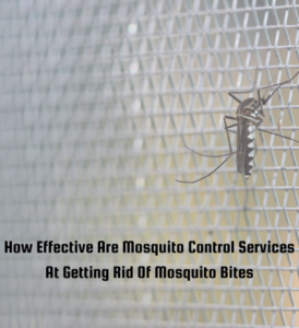 How Effective Are Mosquito Control Services At Getting Rid Of Mosquito ...