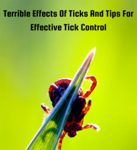 Terrible Effects Of Ticks And Tips For Effective Tick Control - Emerald ...