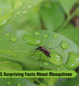 5 Surprising Facts About Mosquitoes - Emerald Tree & Shrub Care Company