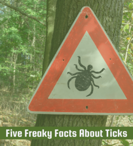 Freaky Tick Facts & How to Protect Your Yard