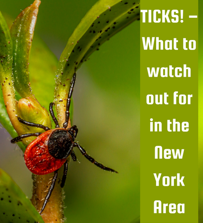 TICKS! - What to watch out for in the New York Area - Emerald Tree ...