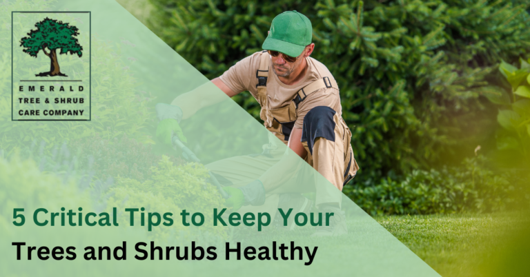 5 Critical Tips to Keep Your Trees and Shrubs Healthy